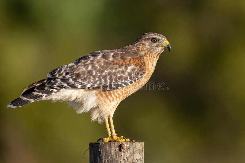 A Red-shouldered Hawk in Florida Stock Image - Image of acadia, city ...