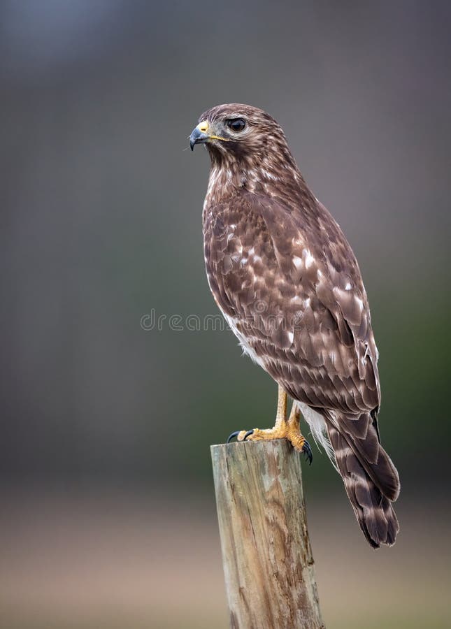 A Red-shouldered Hawk in Florida Stock Photo - Image of kayaking, falls ...