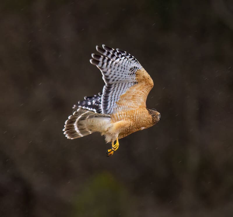 Red-shouldered Hawk Flying in the Air Stock Image - Image of ecology ...