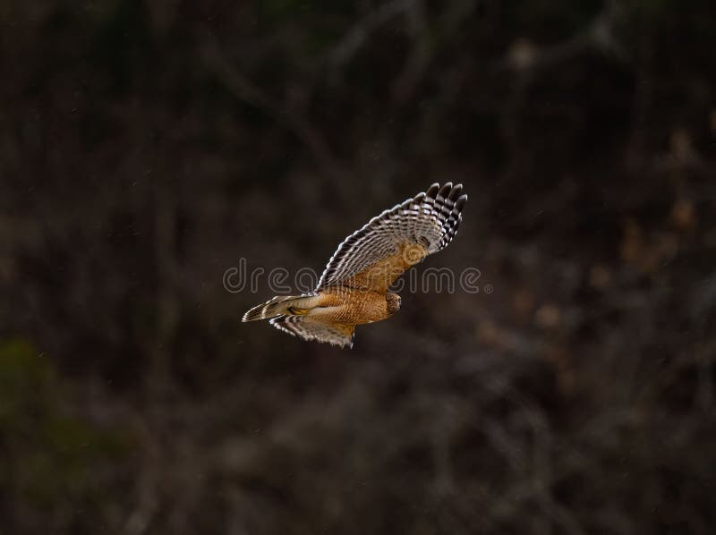 Red-shouldered Hawk Flying in the Air Stock Image - Image of shouldered ...