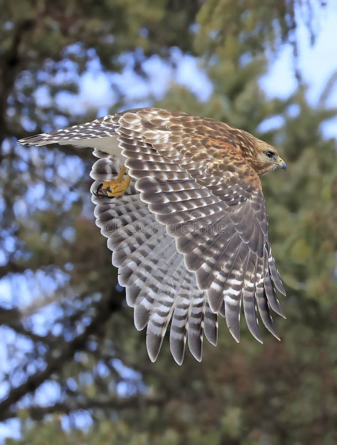 Red-shouldered Hawk Flying in the Forest, Quebec Stock Image - Image of ...