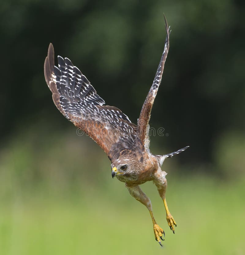 Red Shouldered Hawk Flying in for the Kill Stock Photo - Image of ...