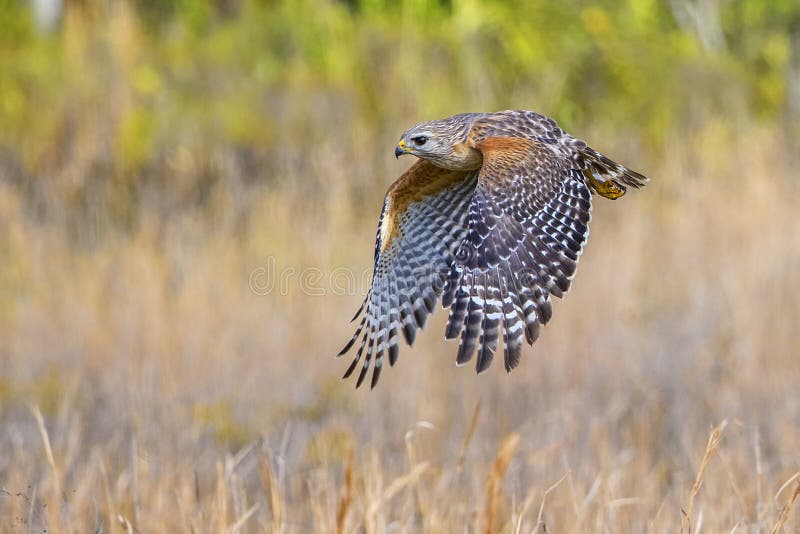 Red-Shouldered Hawk Flying Low in a Dry Prairie Stock Photo - Image of ...