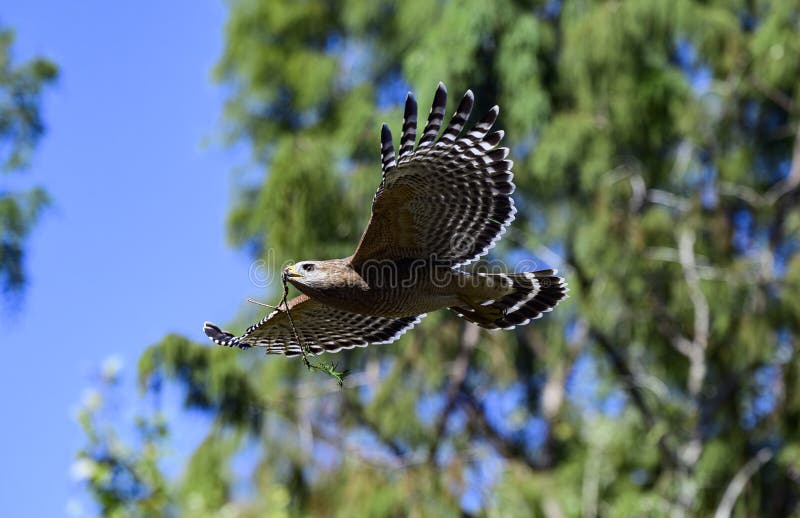 Red-shouldered Hawk Gathering Material for the Nest. Stock Photo ...