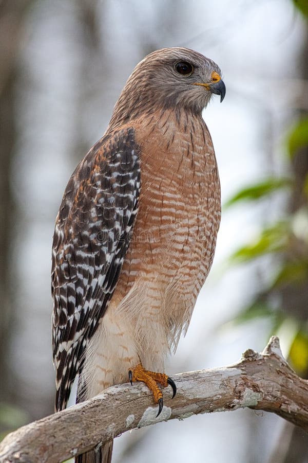 Red-shouldered hawk stock photo. Image of nature, people - 195446990