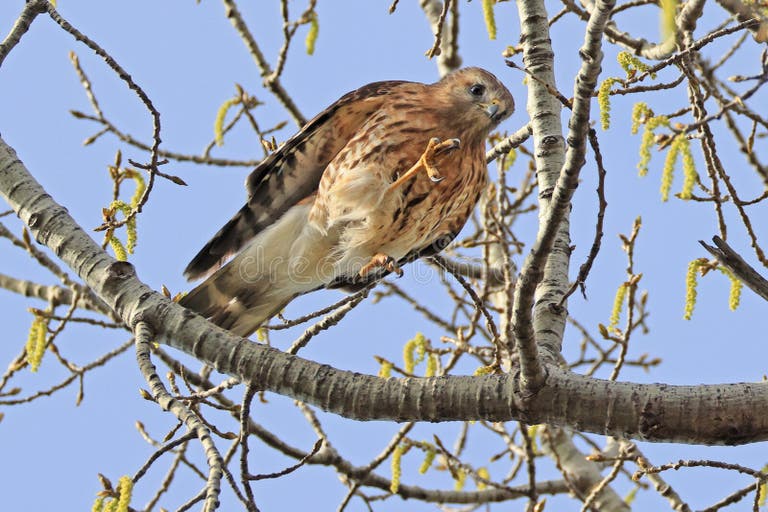 Red-shouldered Hawk Jumping between Two Branches in the Forest, Quebec ...
