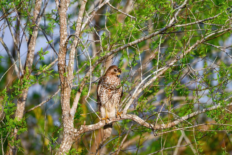 Red Shouldered Hawk Look Down Below from a Tree Branch Stock Photo ...