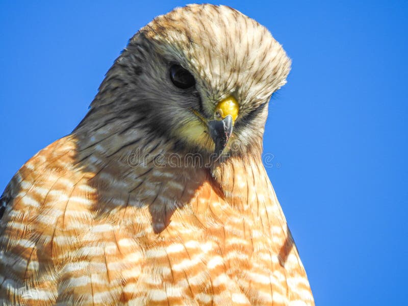 Red-shouldered Hawk Looking Down Stock Image - Image of america, falcon ...