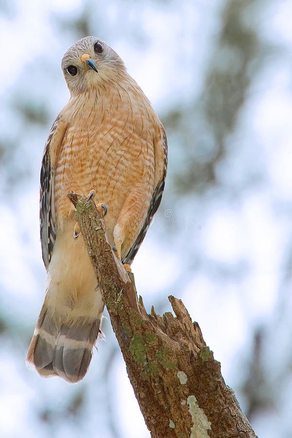 Red Shouldered Hawk Looking Down Stock Image - Image of birdprey ...