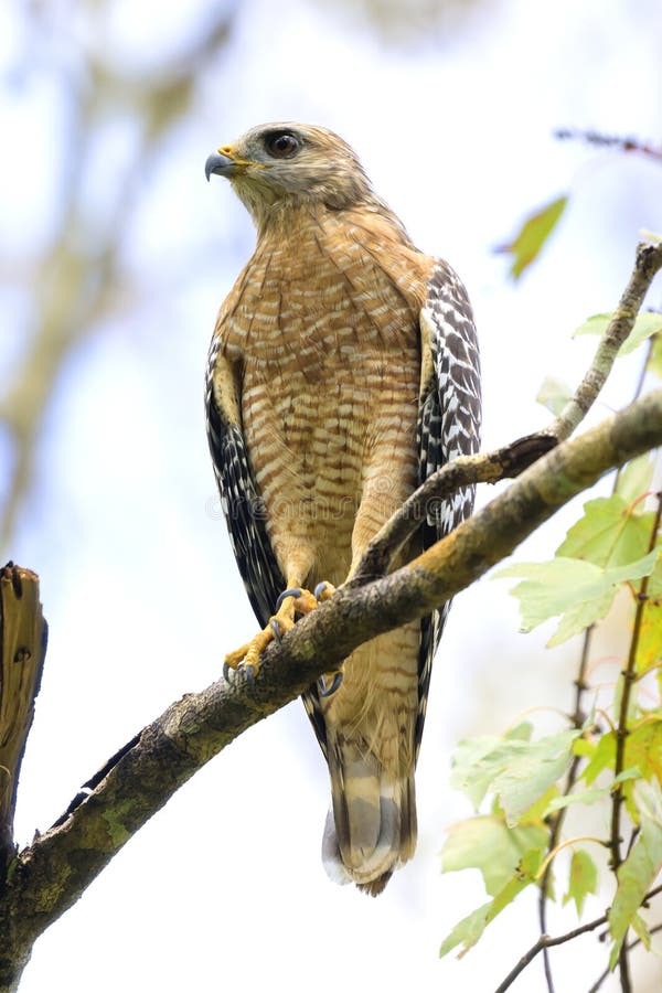 Red Shouldered Hawk Looking for Prey. Stock Photo - Image of predator ...