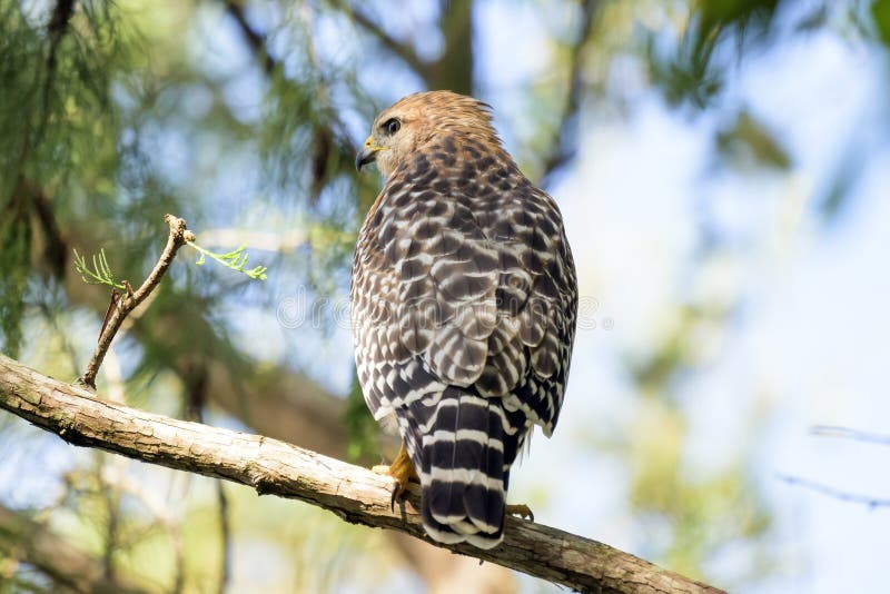 Red Shouldered Hawk Looking for Prey from a Tree Branch. Stock Image ...