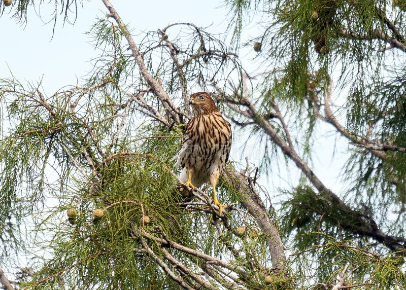 Red Shouldered Hawk on a Tree Branch. Stock Photo - Image of ...