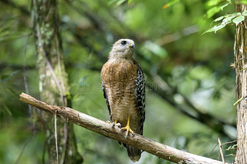Red Shouldered Hawk Looking for Prey from a Tree Branch. Stock Photo ...
