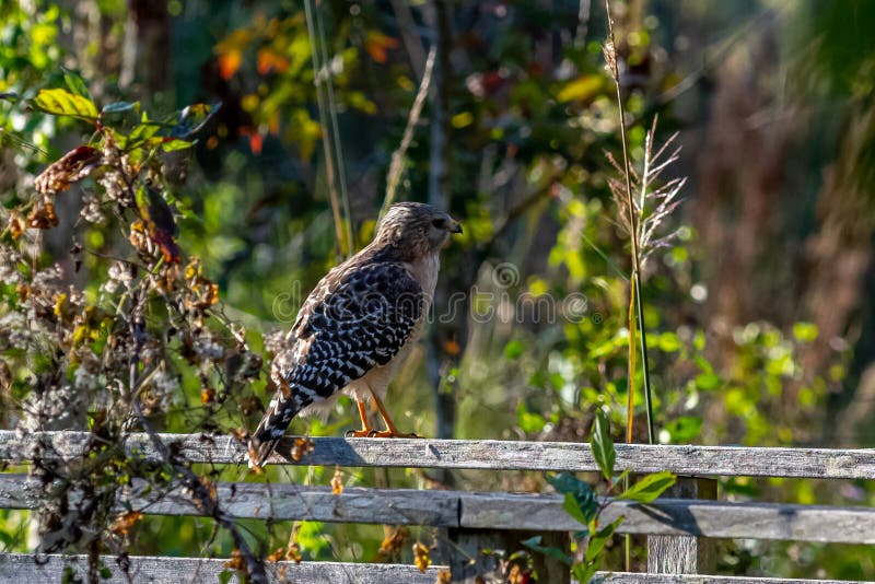Red Shouldered Hawk is Perch on the Boardwalk Top Rail Stock Photo ...