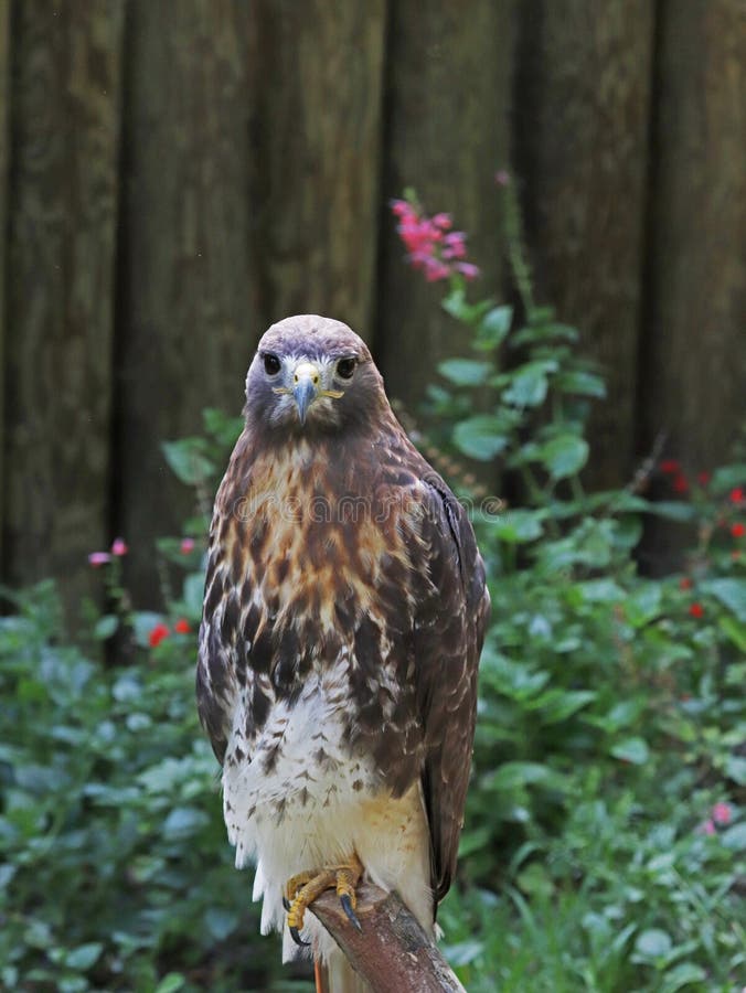 Hawk Perch stock image. Image of harriss, field, prey - 35331677