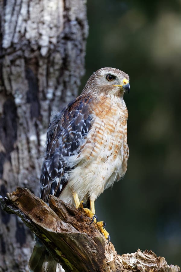 A Red-shouldered Hawk Perched on a Dead Tree Limb Stock Photo - Image ...