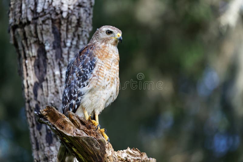 A Red-shouldered Hawk Perched on a Dead Tree Limb Stock Image - Image ...