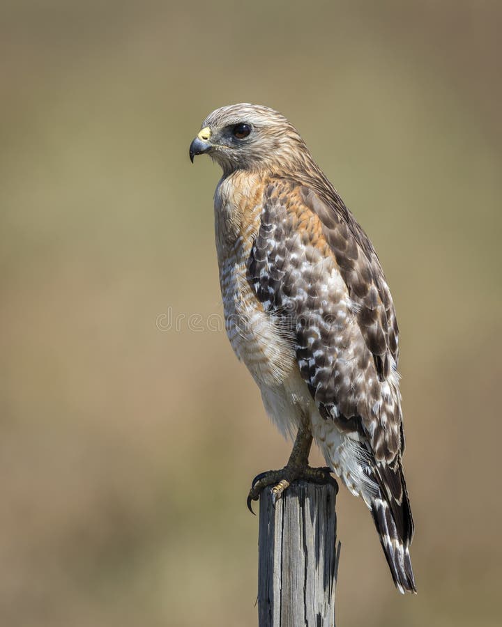 Red-shouldered Hawk Perched on Fence Post - Florida Stock Image - Image ...