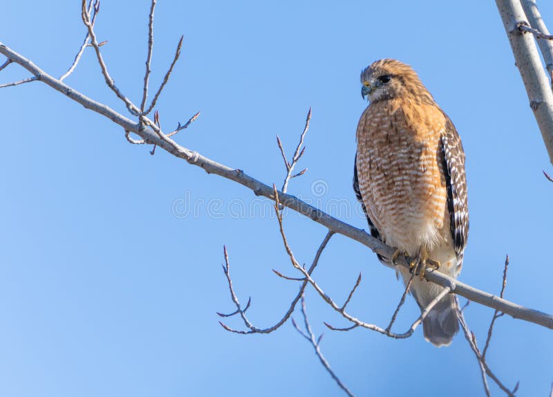 Red Shouldered Hawk Perched Over Field Stock Image - Image of flight ...