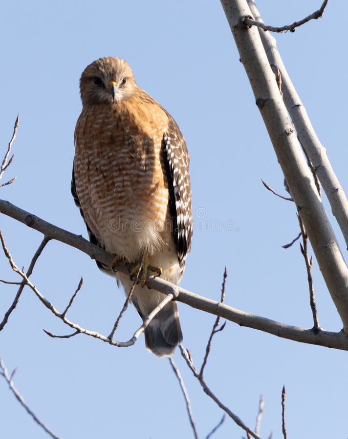 Red Shouldered Hawk Perched Over Field Stock Photo - Image of bird ...