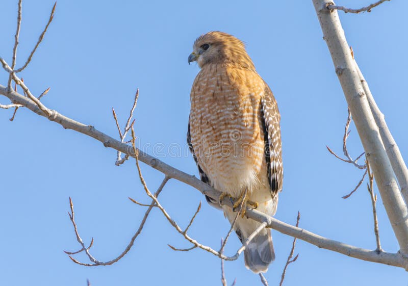 Red Shouldered Hawk Perched Over Field Stock Photo - Image of fall ...