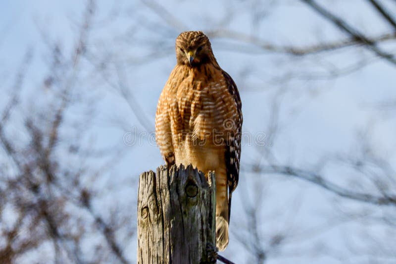 Red Shouldered Hawk Perched on a Post. Stock Image - Image of eyes ...