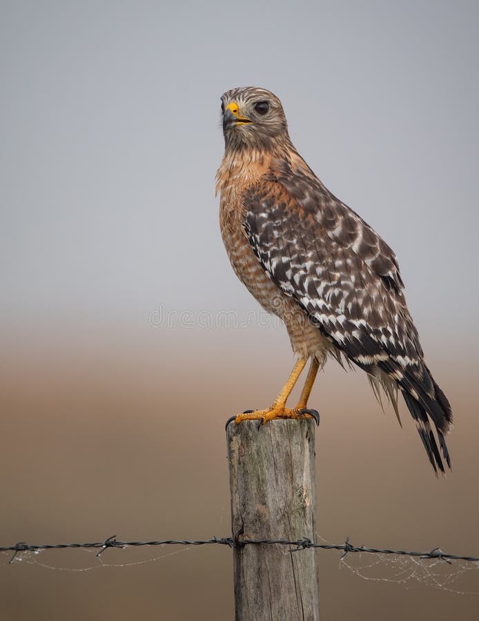 Red Shouldered Hawk in Florida Stock Image - Image of feathers, branch ...