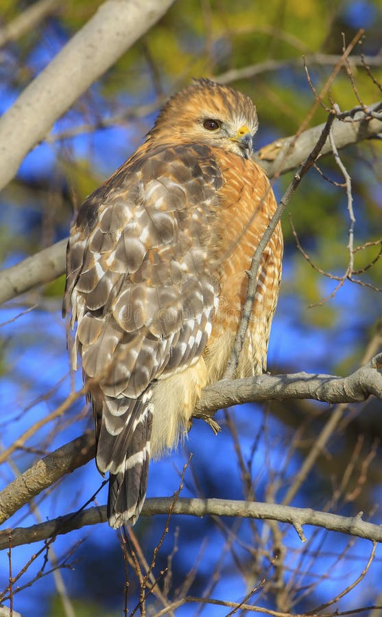 Red-shouldered Hawk stock photo. Image of prey, predator - 35668872