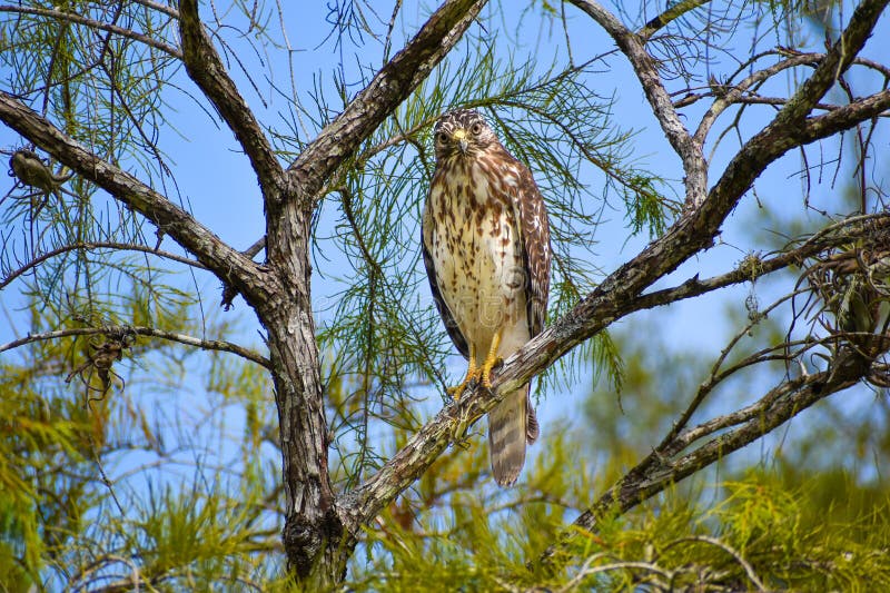 Red Shouldered Hawk Perched in a Tree Stock Photo - Image of fauna ...
