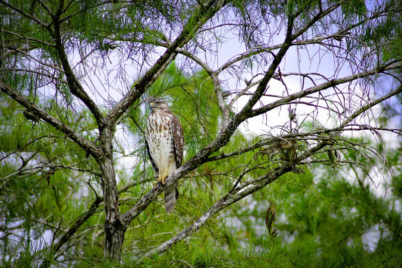 Red Shouldered Hawk Perched in a Tree Stock Photo - Image of flight ...