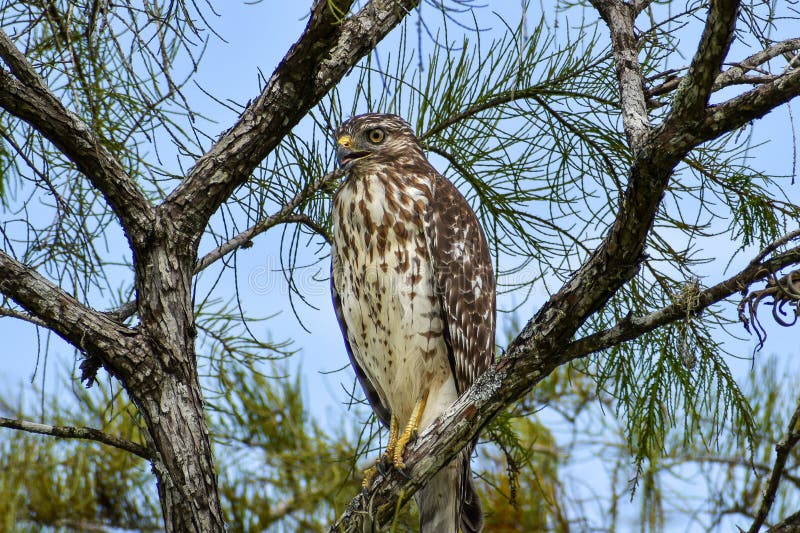Red Shouldered Hawk Perched in a Tree Stock Image - Image of looking ...