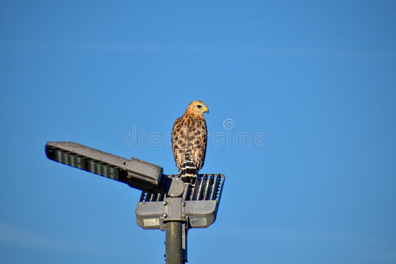 Red Shouldered Hawk Perched in a Tree Stock Photo - Image of ...