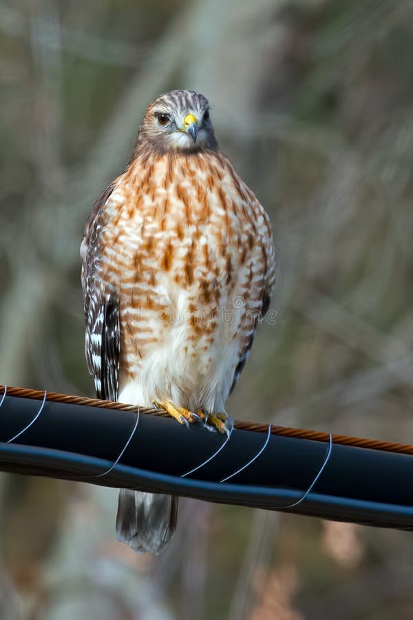 Red-Shouldered Hawk stock photo. Image of feathers, fierce - 36964654