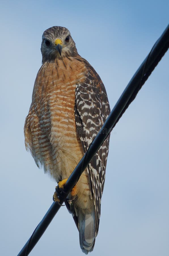 Red-shouldered Hawk Perching on a Telephone Wire, Vertical Shot Stock ...