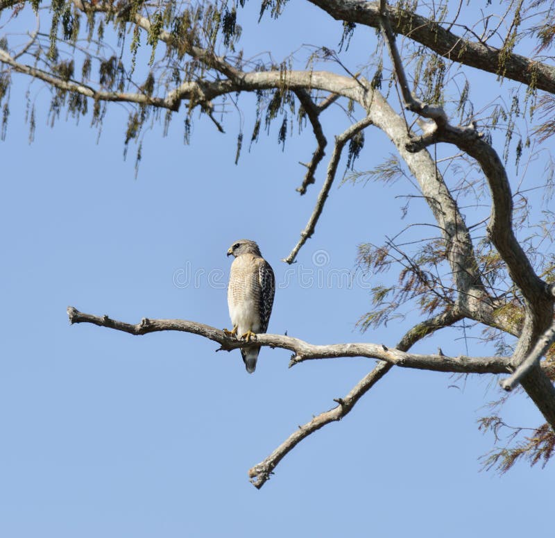 Red-shouldered Hawk stock photo. Image of nature, hawk - 26200026