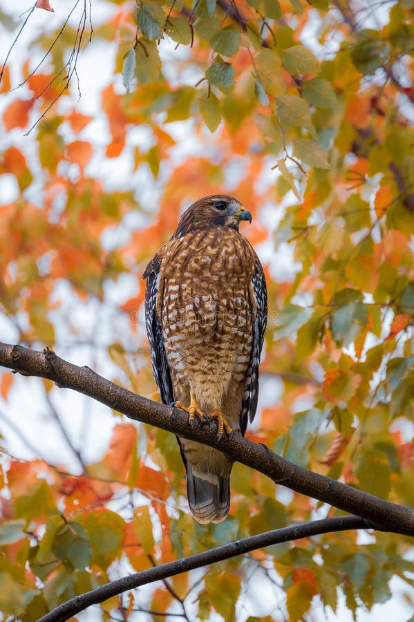 Red Shouldered Hawk Perching on Tree Branch Stock Photo - Image of ...