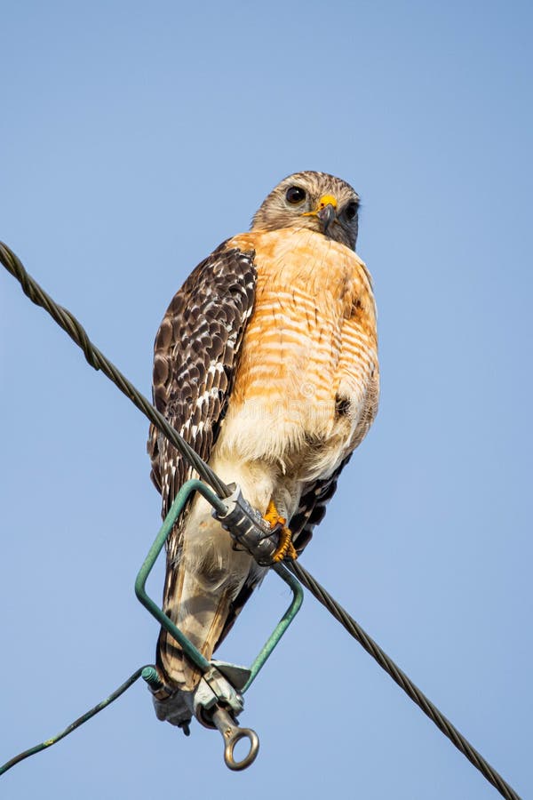 Red-shouldered Hawk Portrait Close Up Sitting Outside Stock Image ...