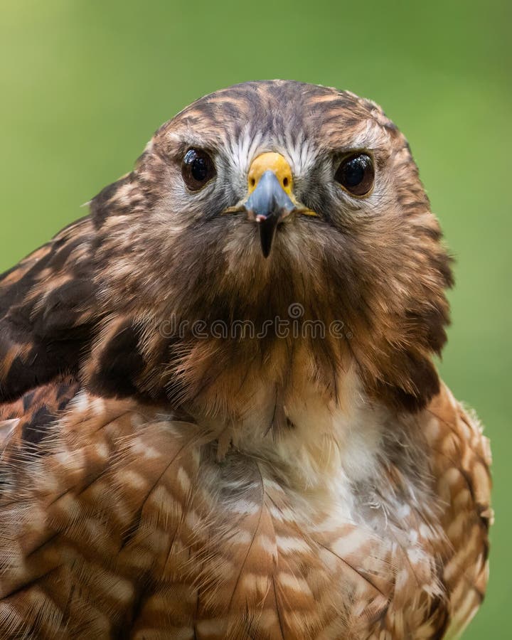 Red-shouldered Hawk stock image. Image of landscape - 277468847
