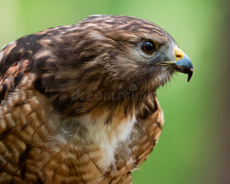 Red-shouldered Hawk stock photo. Image of raptor, amazing - 277468874