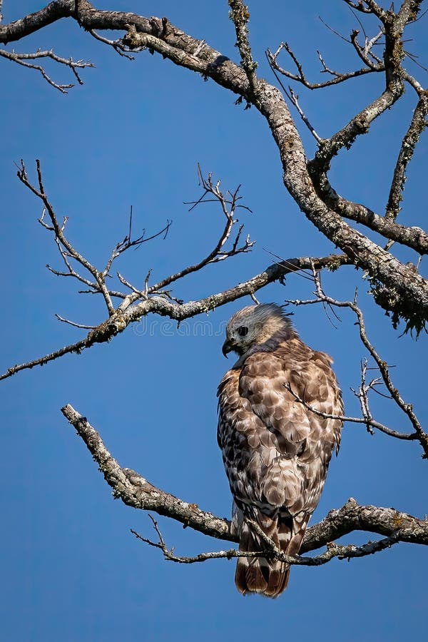 Red-shouldered Hawk Resting on an Oak Branch Stock Photo - Image of ...