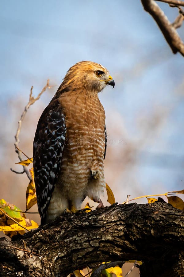 Red-shouldered Hawk Resting on an Oak Branch Stock Image - Image of ...