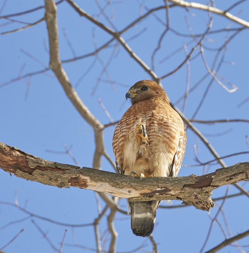 Red-shouldered Hawk in Tree Stock Photo - Image of eater, brightsunny ...