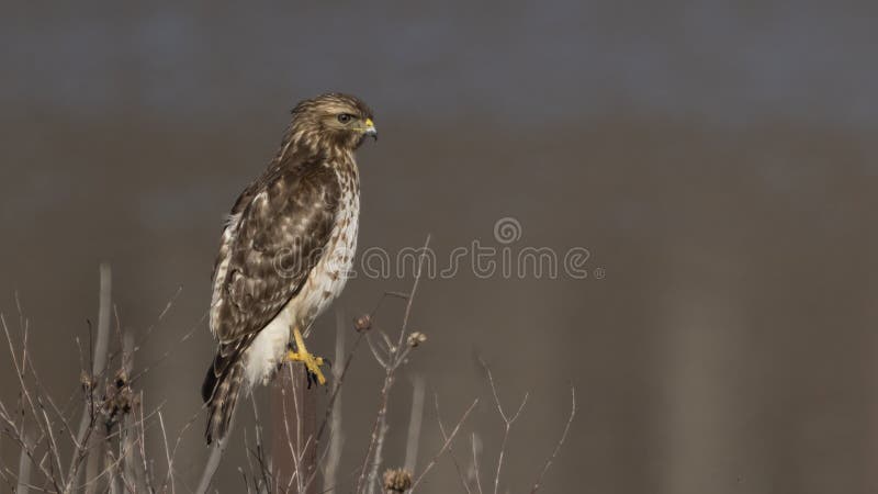 Red Shouldered Hawk Sits on Perch in Wetlands Stock Photo - Image of ...