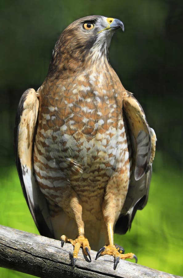 Red-shouldered Hawk Sitting on a Branch Stock Photo - Image of canada ...