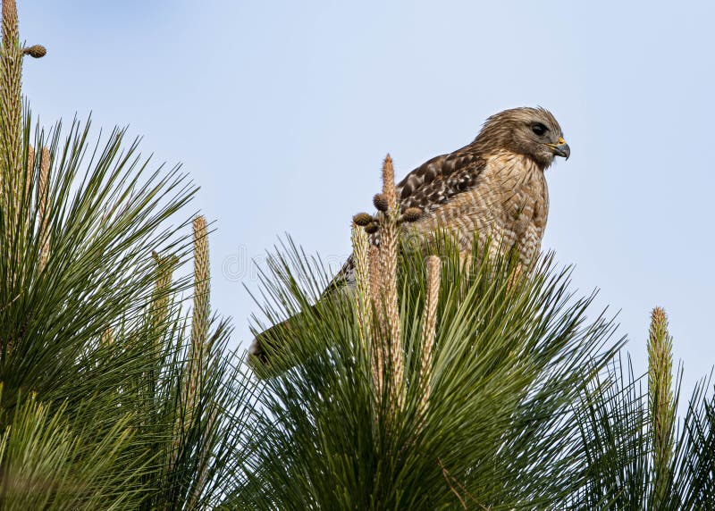 Red Shouldered Hawk Sitting in a Pine Tree Stock Image - Image of ...