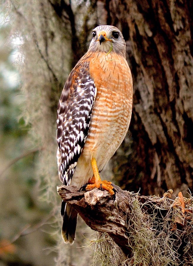 Red Shouldered Hawk stock image. Image of closeup, wildlife - 80343467