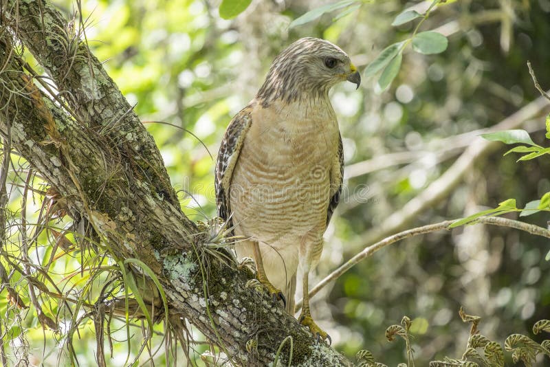 Red-shouldered Hawk Sitting on a Tree #2 Stock Image - Image of raptor ...