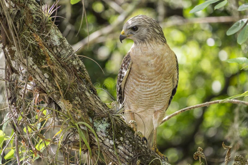 Red-shouldered Hawk Sitting on a Tree #1 Stock Image - Image of ...