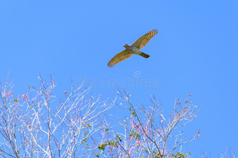 Red Shouldered Hawk stock photo. Image of large, outdoors - 49415798