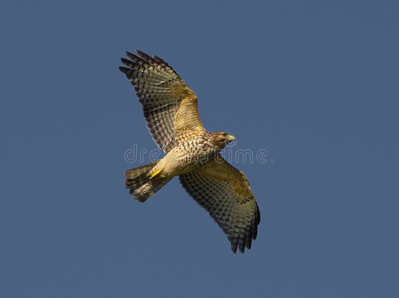 Red Shouldered Hawk Soaring High Stock Image - Image of hugh, high ...